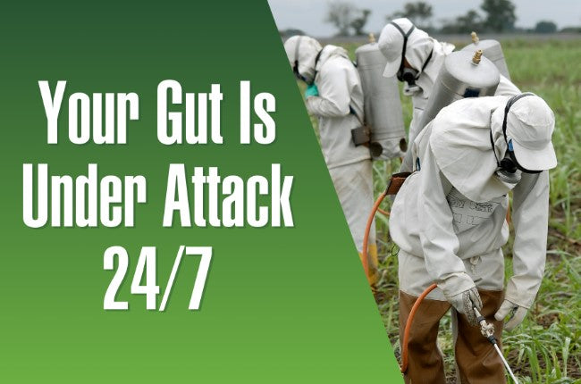 Your Gut Is Under Attack 24/7: Here’s why & how to stop the toxins ...